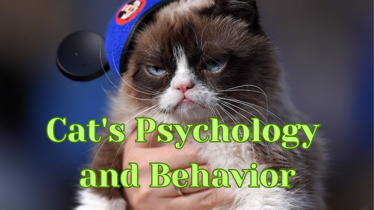 Understanding Your Cat's Psychology and Behavior - YouTube