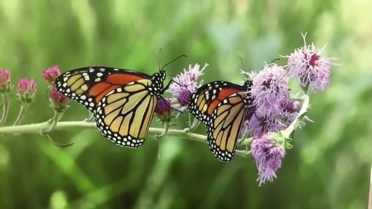 Amy Keppel: Celebration of Life - YouTube