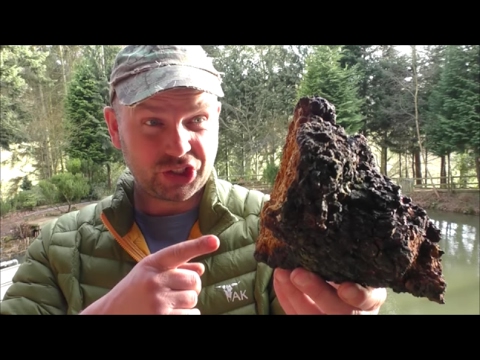 Hunting Chaga Mushroom and Making Chaga Tea - YouTube
