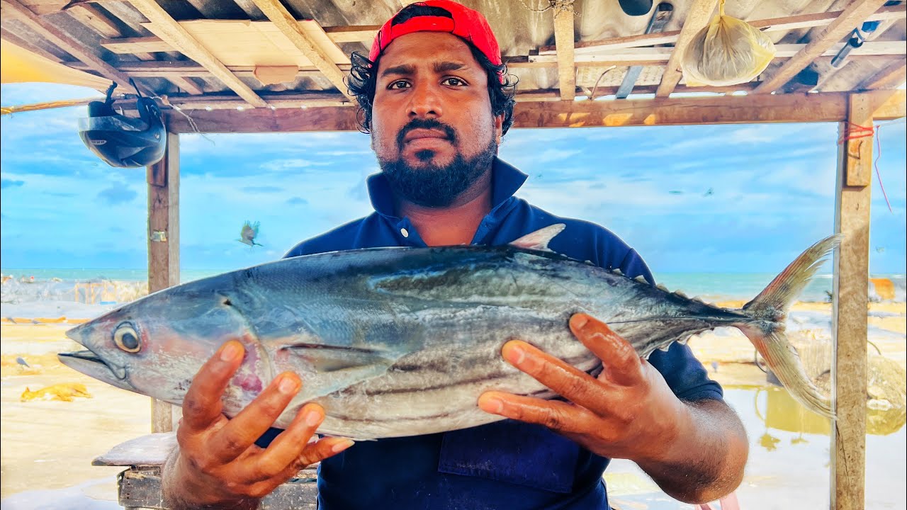 Huge Tuna Fish Cutting Skill | Skipjack Tuna Fish Cutting | சூரை மீன் ...