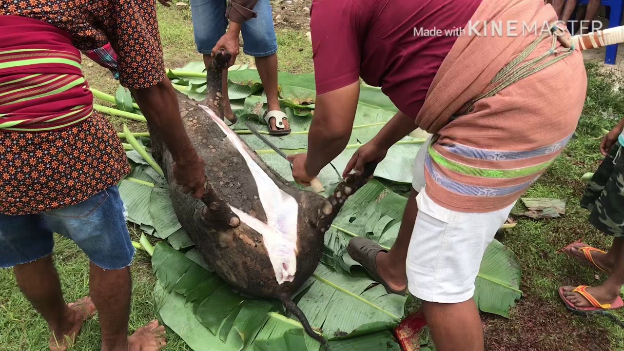 Potong Babi setelah selesai adat Sumba Barat Daya (Lombu) - YouTube