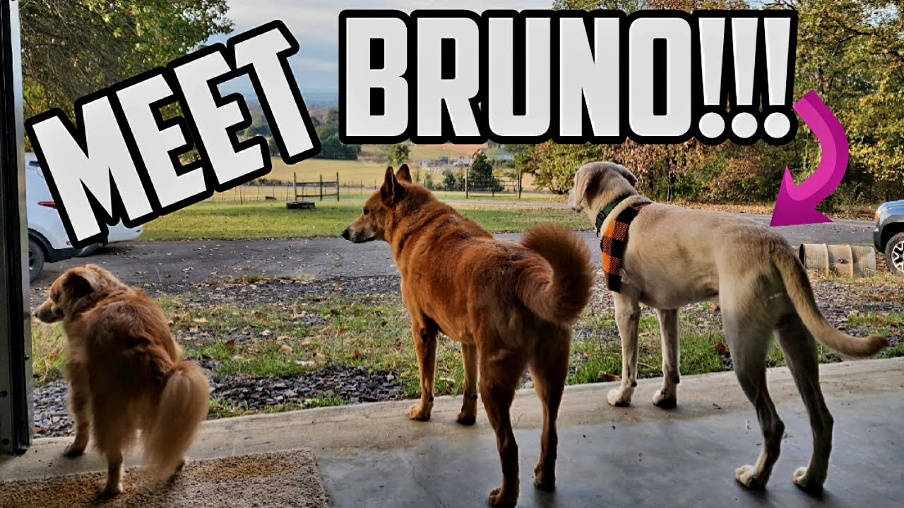 MEET OUR NEW LABRADOR RETRIEVER, BRUNO! | Vlog - YouTube