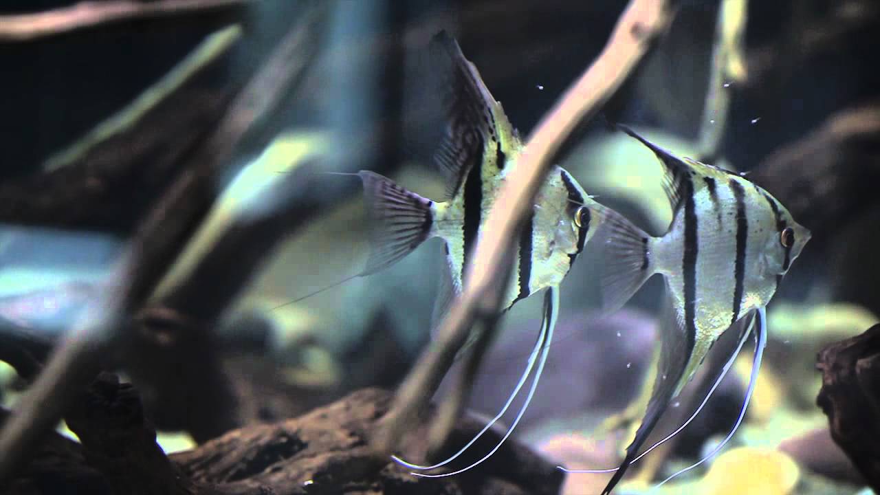 ADG Amazon Biotope: Angels with Fry - YouTube