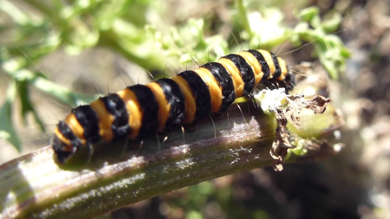 Poisonous - Cinnabar moth larave - Tyria jacobaeae - Krossfífilslirfur ...