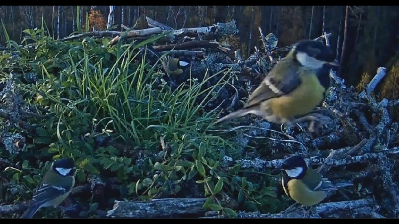 Estonia Kalakotkas 2017/10/06 17h55m~A flock great tit and a nuthatch ...