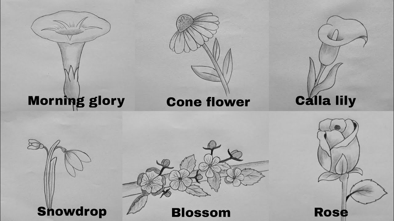 Easy 6 Flower pencil drawing || Easy flower pencil drawing || Easy ...