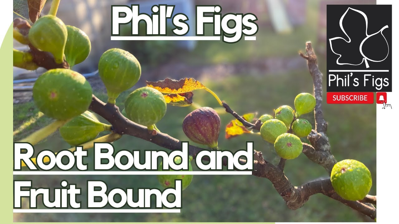 Container Fig Trees are Root Bound and Final Fertilization For The Year ...
