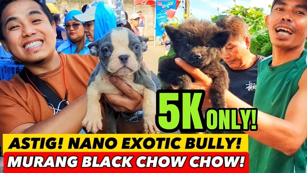 ASTIG NA NANO EXOTIC BULLY | 5K ONLY! BLACK CHOW CHOW SA BOCAUE PET ...