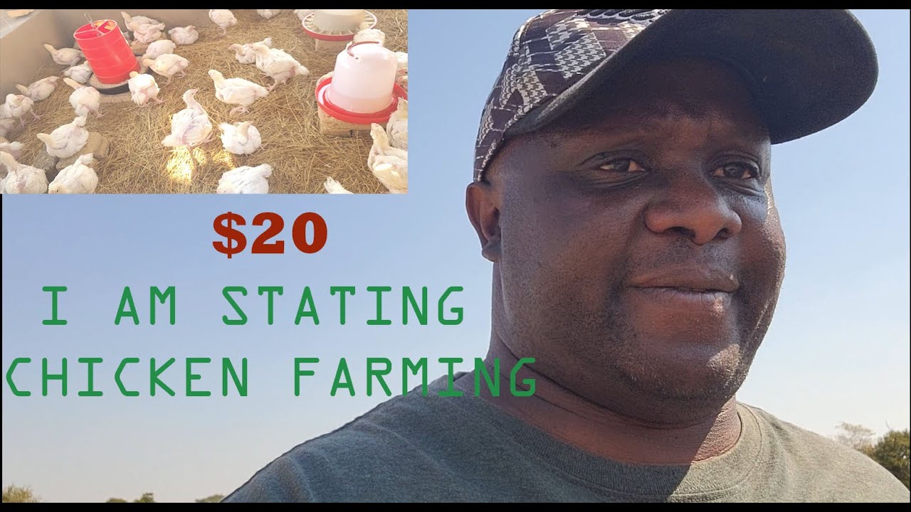 Start Chicken Farming with $20: Quick Guide to Poultry Business - YouTube