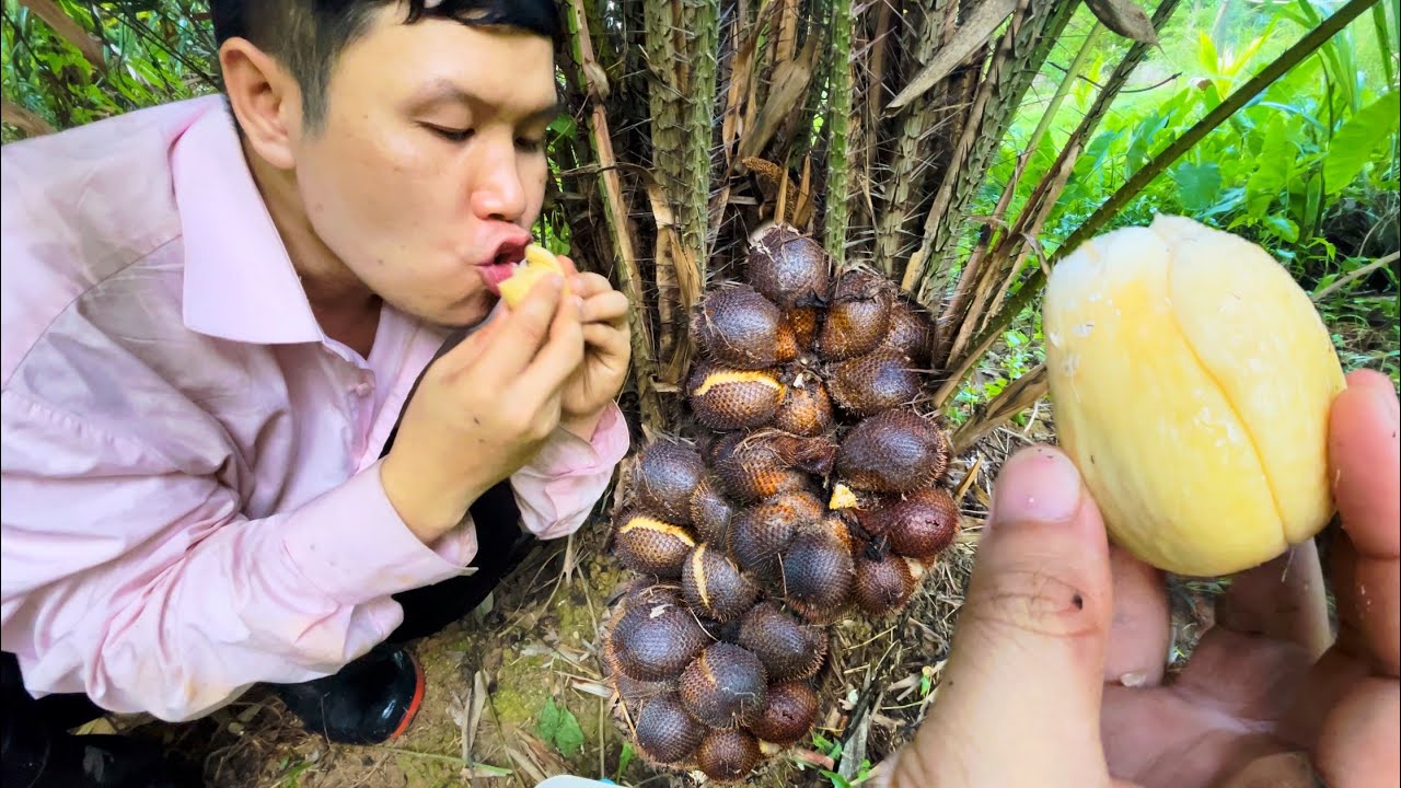 วิธีปลูกสละอินโด จากเมล็ด ตอนที่ 7 ผลสละอินโดแก่จัดแล้ว /How to grow ...