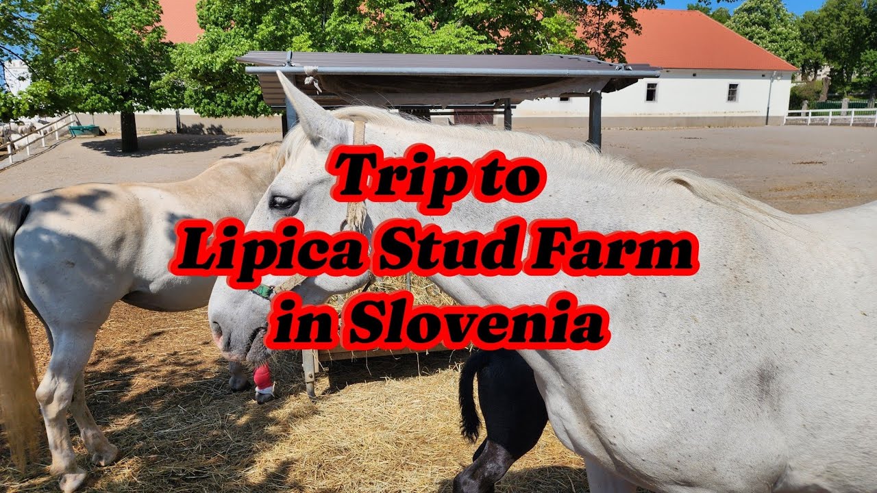 Trip to Lipica Stud Farm in Slovenia - YouTube