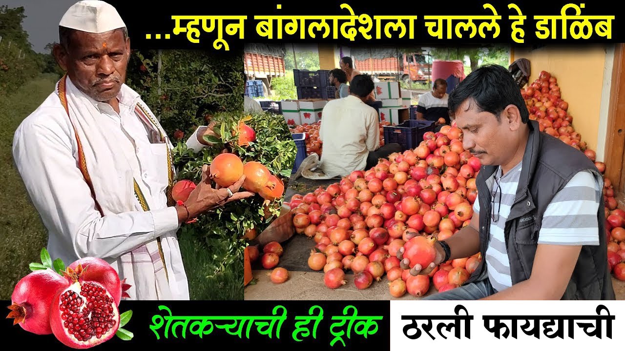 ...म्हणून बांगलादेशला चालले हे डाळिंब | Dalimb Sheti | Pomegranate ...