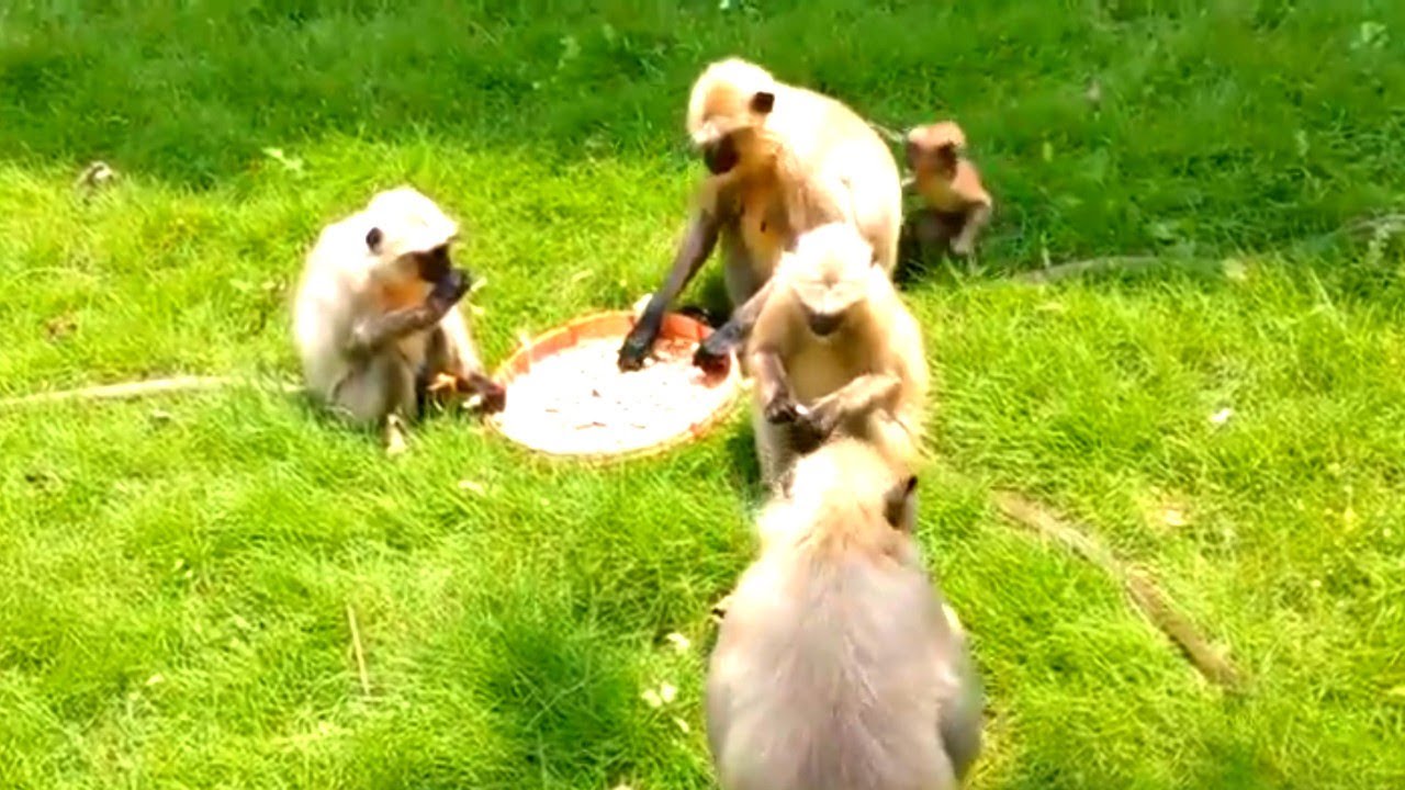 ♪♥ langur monkey feeding peanuts ! Do monkeys eat humans ...