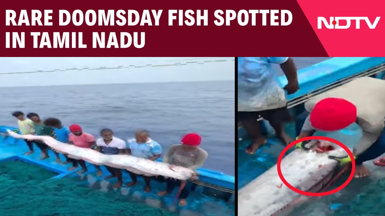 Tamil Nadu News | Rare Doomsday Fish, Believed To Be A Warning Sign Of ...