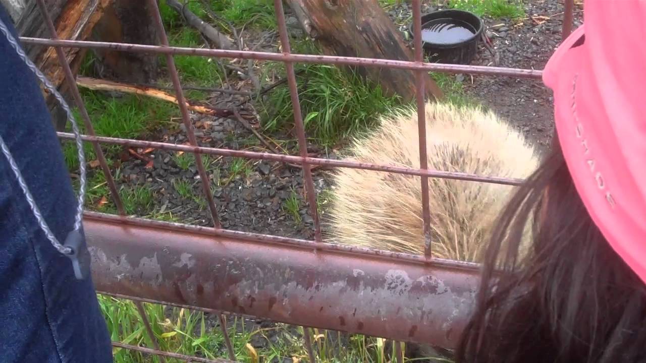Snickers the porcupine from Alaska.MP4 - YouTube