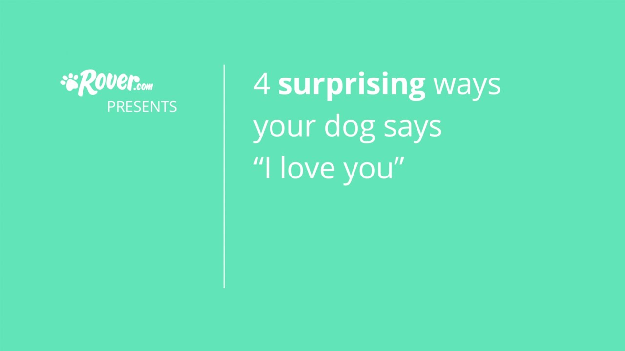 4 Surprising Ways Your Dog Says "I Love You" - Rover.com - YouTube