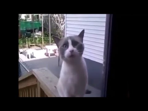 En komik 25 kedi - gülmeye hazır mısınız