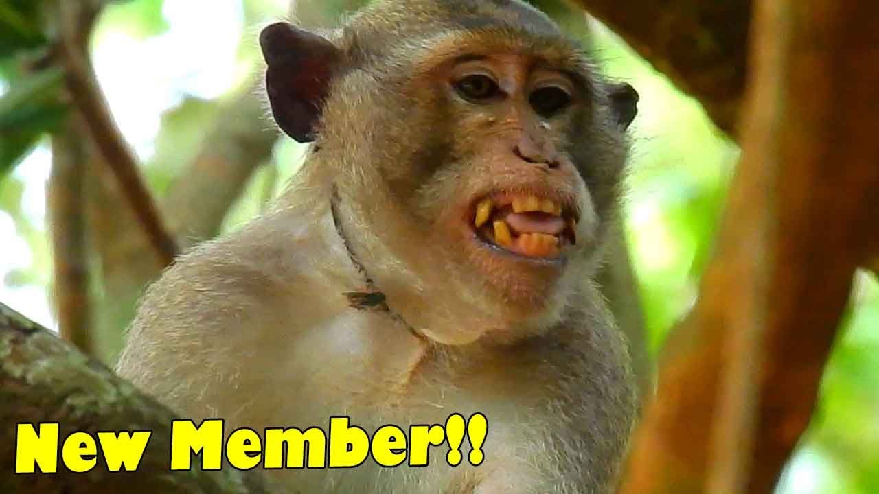 New Member Monkey In Kiko Family, He Is Pity Man With The Thing On His ...