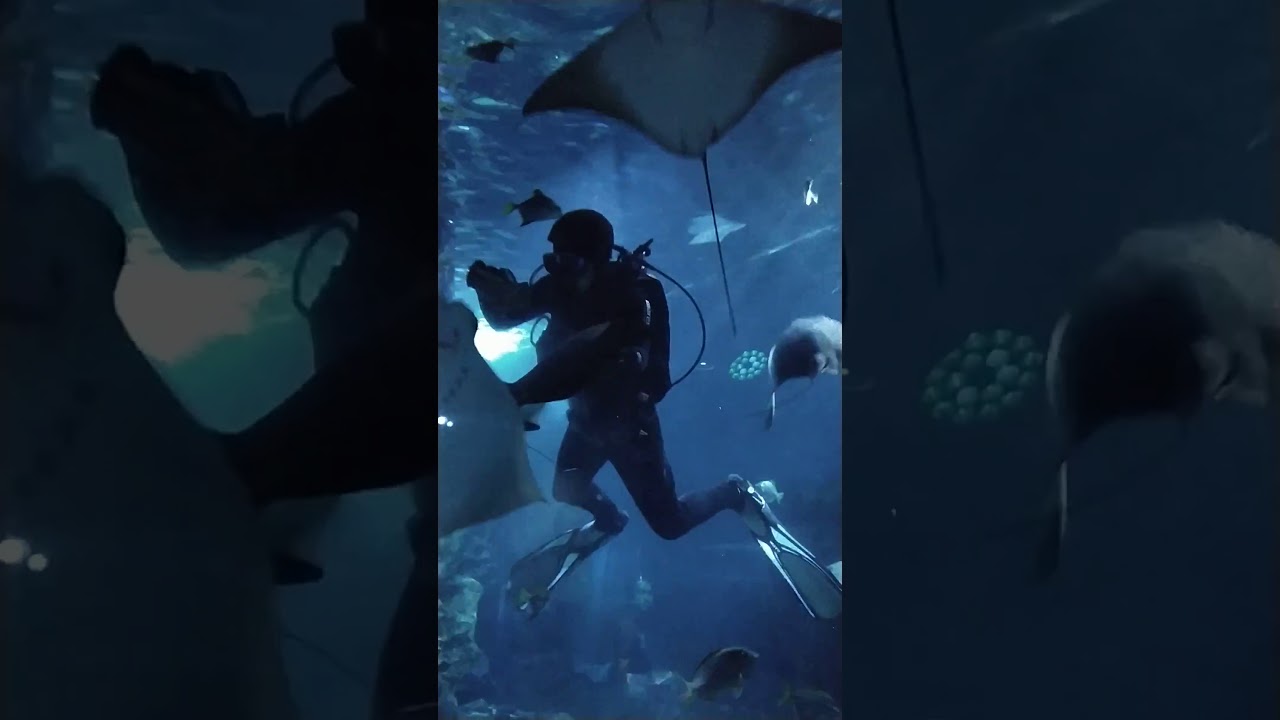 Fish feeding at Sea Life Ocean World Bangkok - YouTube