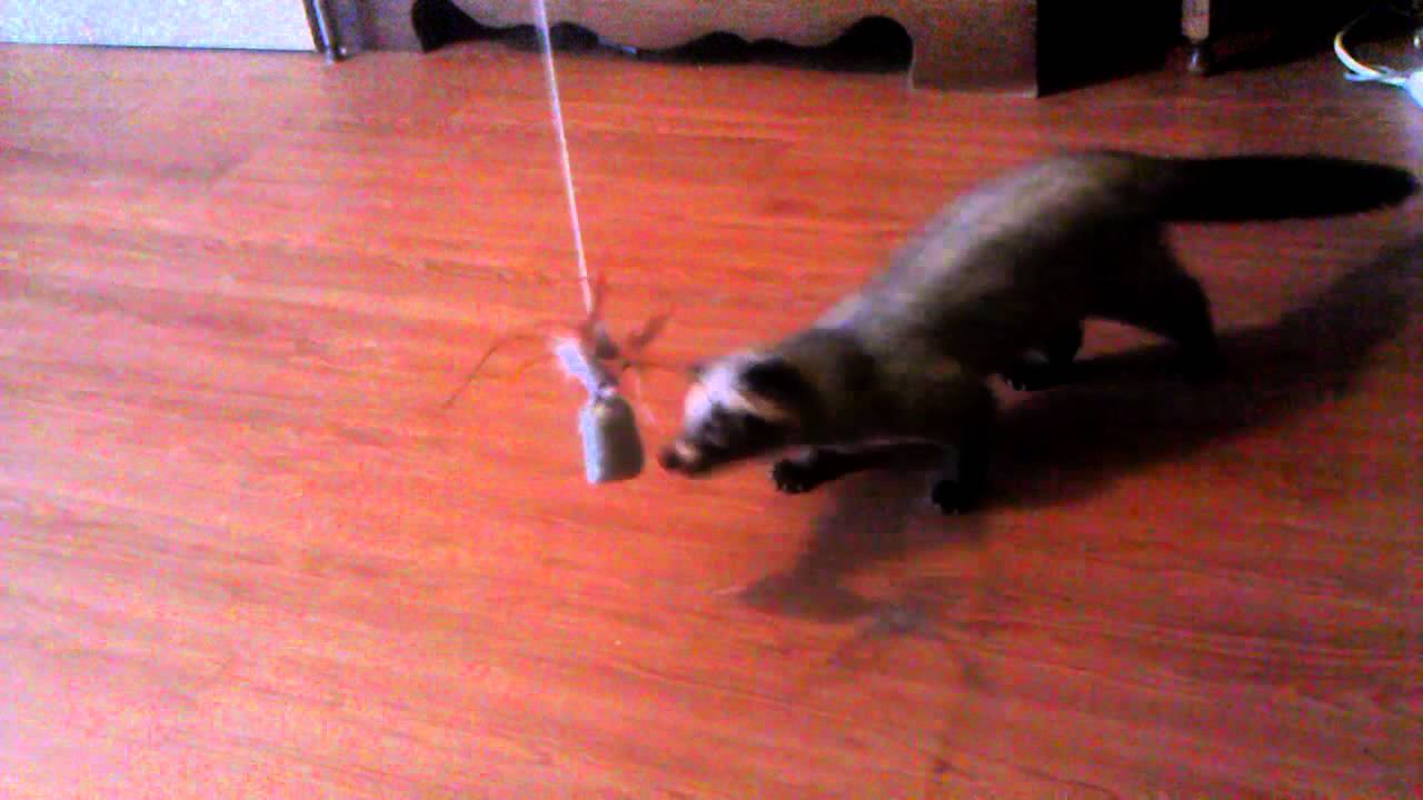 Civet attack - YouTube