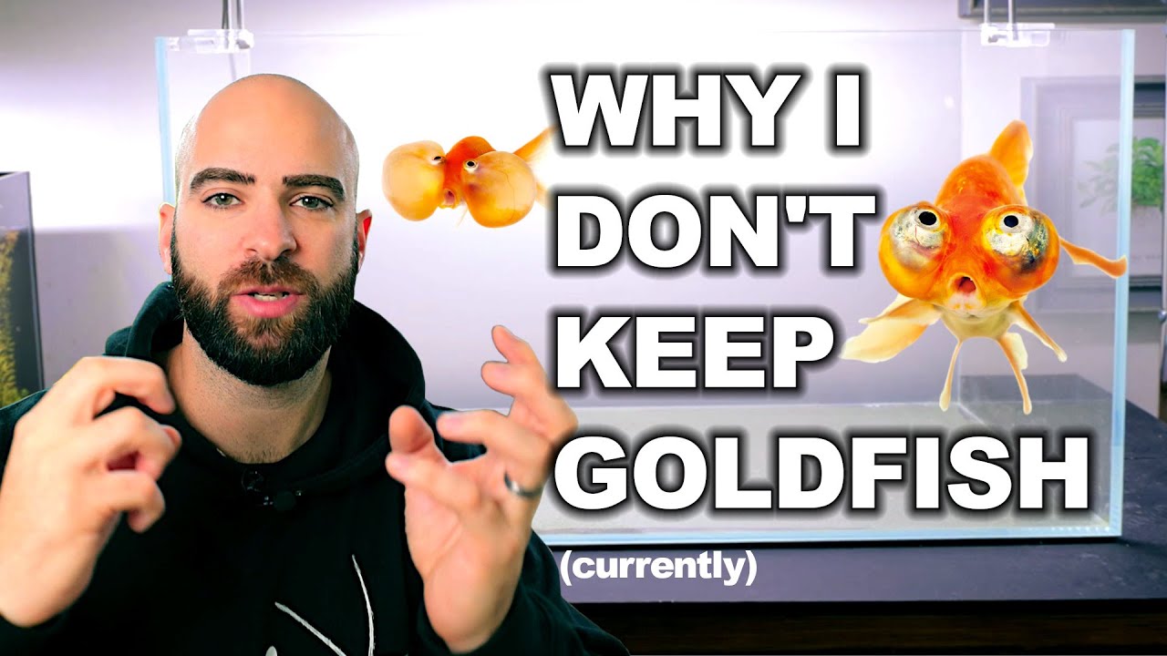 WHY I DON'T KEEP GOLDFISH (and why I now want too) - YouTube