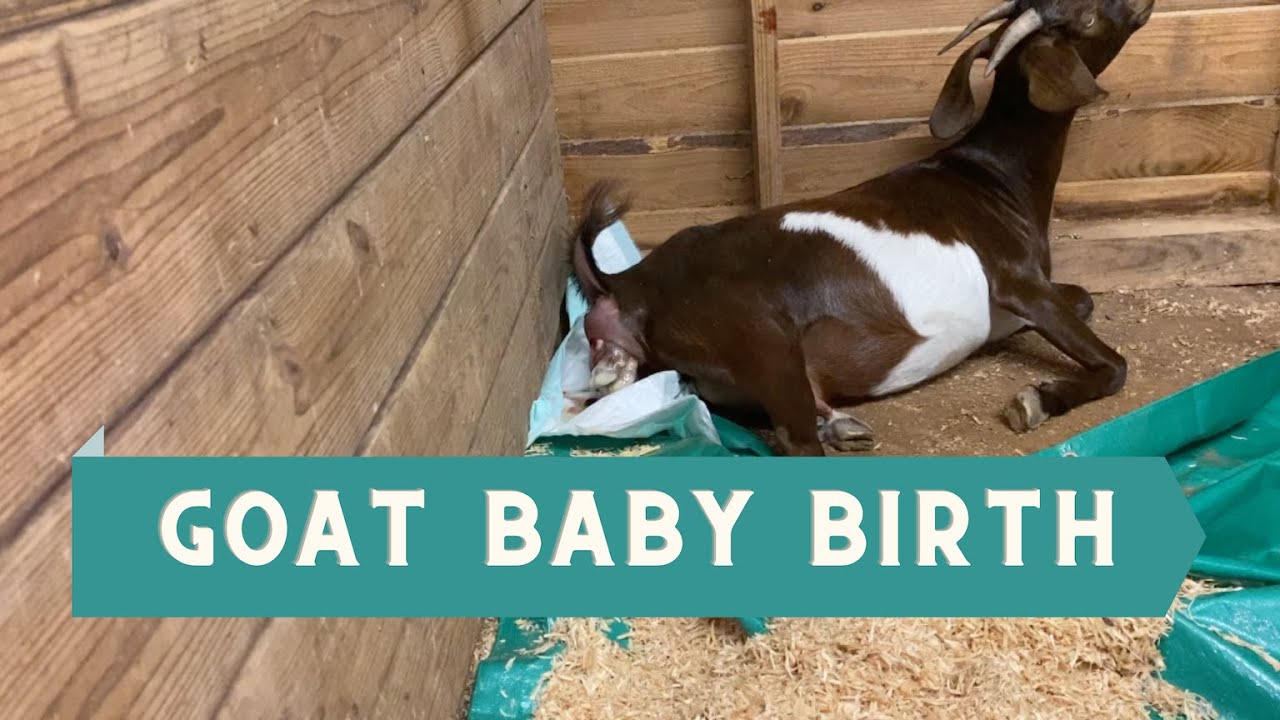 Goat Baby Birth - Full GRAPHIC birth - YouTube