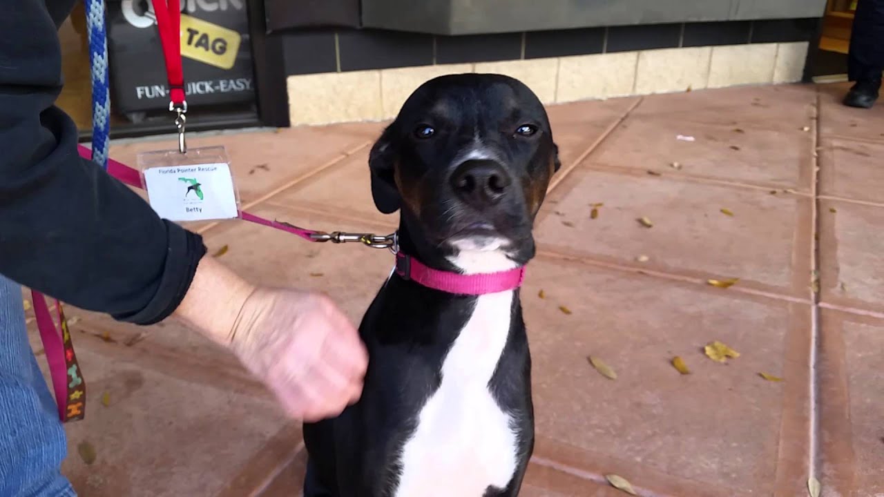 Available for adoption thru Florida Pointer Rescue Zoey whippet mix ...