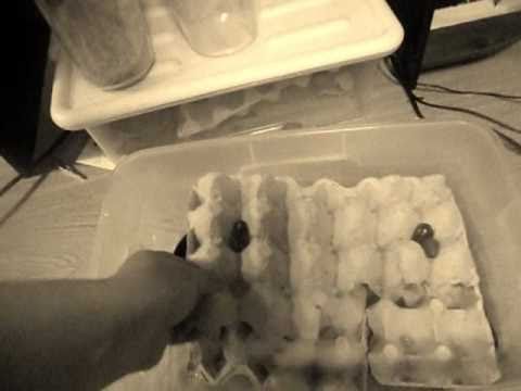 Dubia Roach: How to Setup A Colony - YouTube