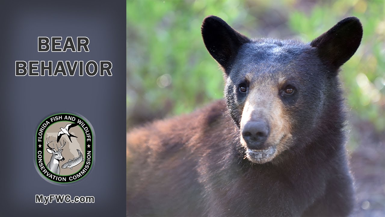 Florida Black Bear Behavior - YouTube