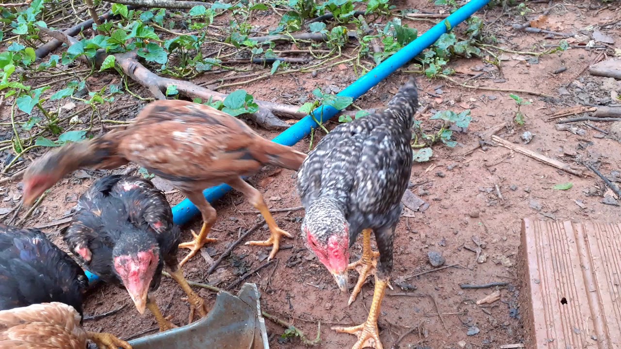 Como curar espirro nos frangos? - YouTube