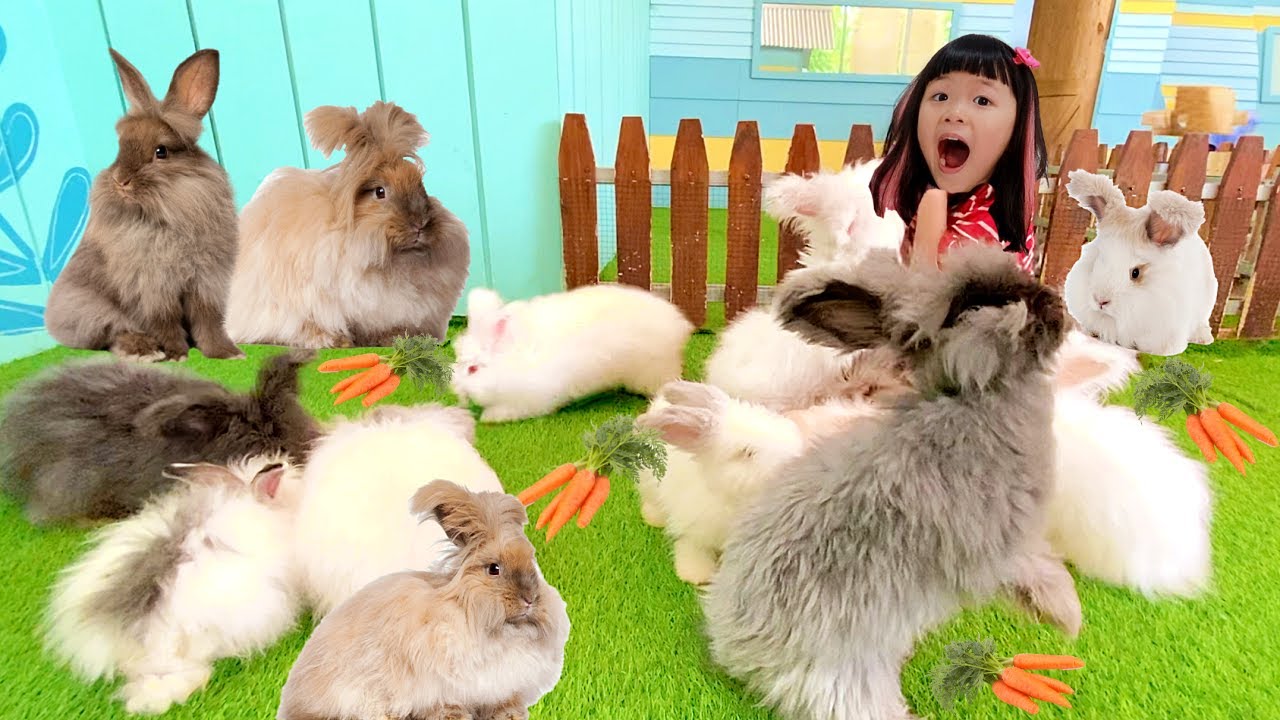 Kasih Makan Kelinci Berbulu Seperti Anjing dan Kucing Angora - Kelinci ...