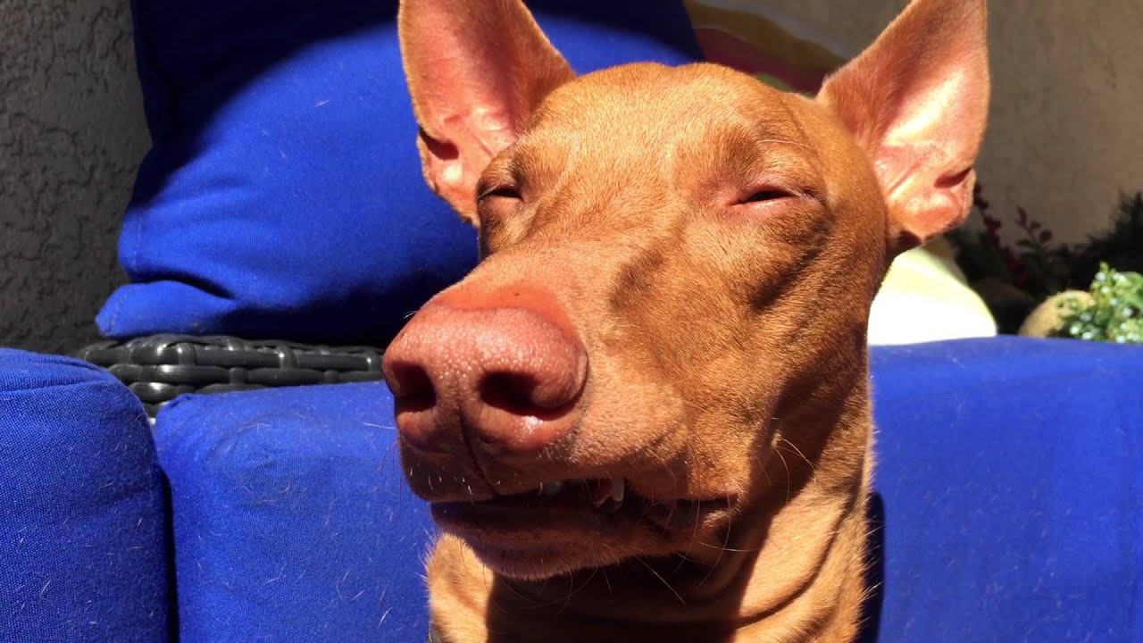 Funny dog gets his lips stuck after he yawns, nicknamed: Johnny Stuck ...