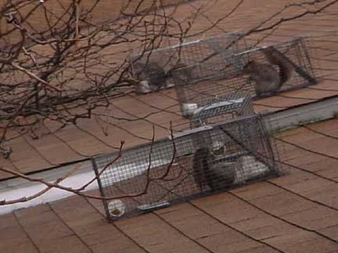 Humane Raccoon and Animal Trapping NJ 732-640-5488 - YouTube