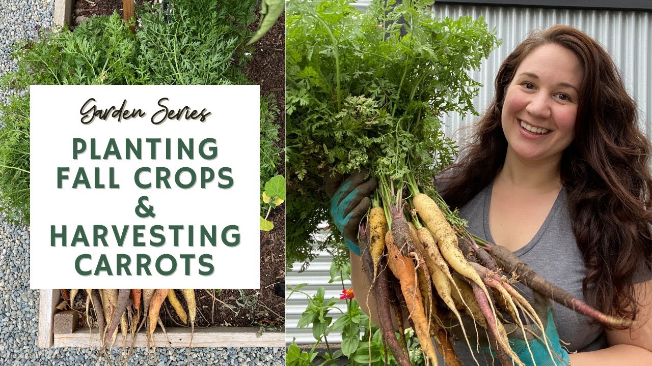 Planting Fall Crops & Harvesting Carrots 👩‍🌾🥕 | GARDEN SERIES - YouTube