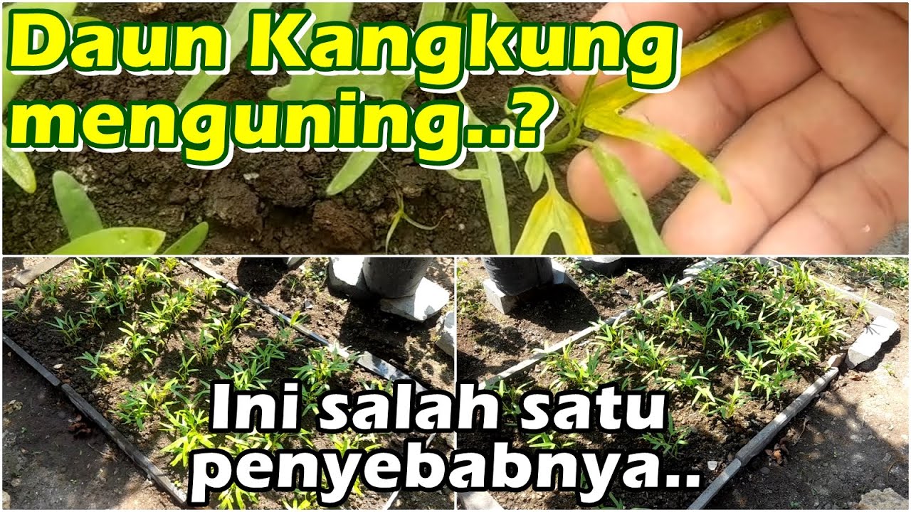 PENYEBAB DAUN KANGKUNG MENGUNING !! - YouTube