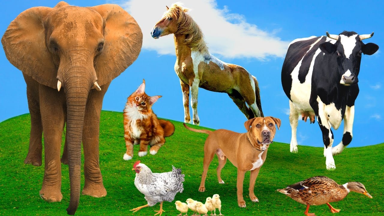Learn Family Animals: Cat, Duck, Horse, Dog, Pig, Cow - Animal Sounds ...