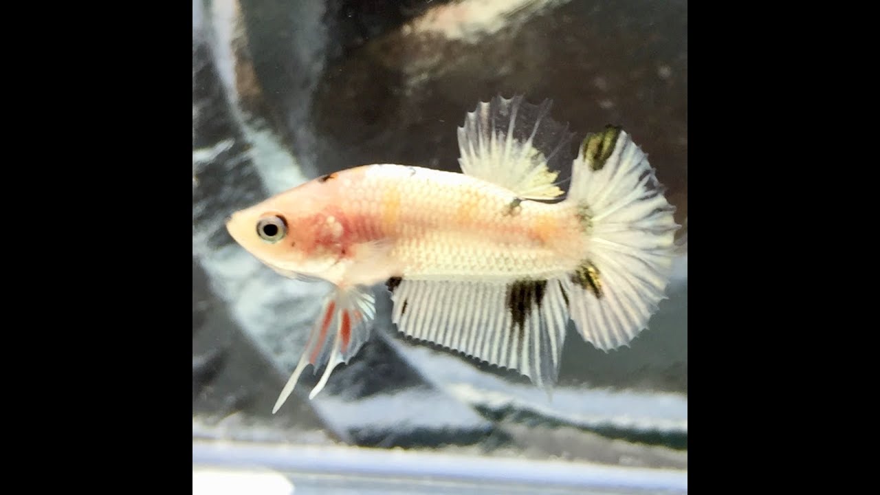 BETTA GOLD SPOTTED (junior) - YouTube