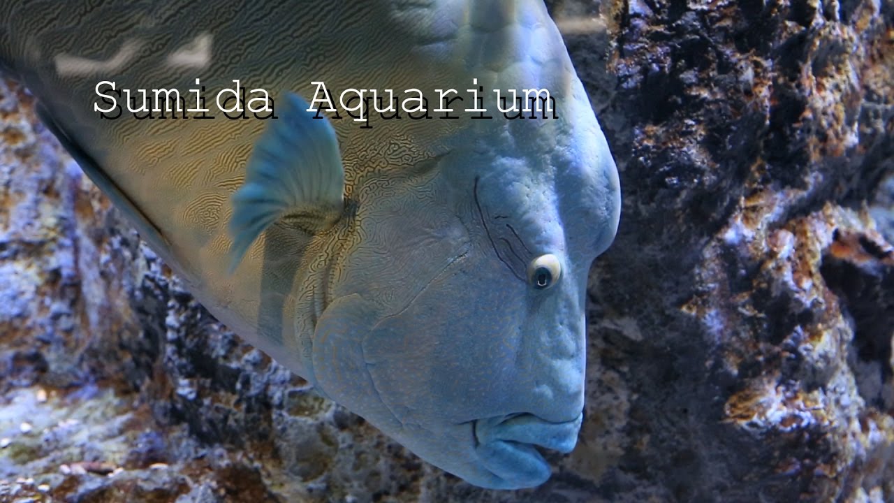 Sumida Aquarium - YouTube