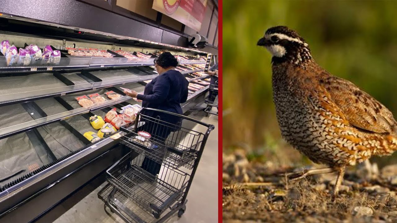 Frozen Meat Analysis; Eating Quail - YouTube