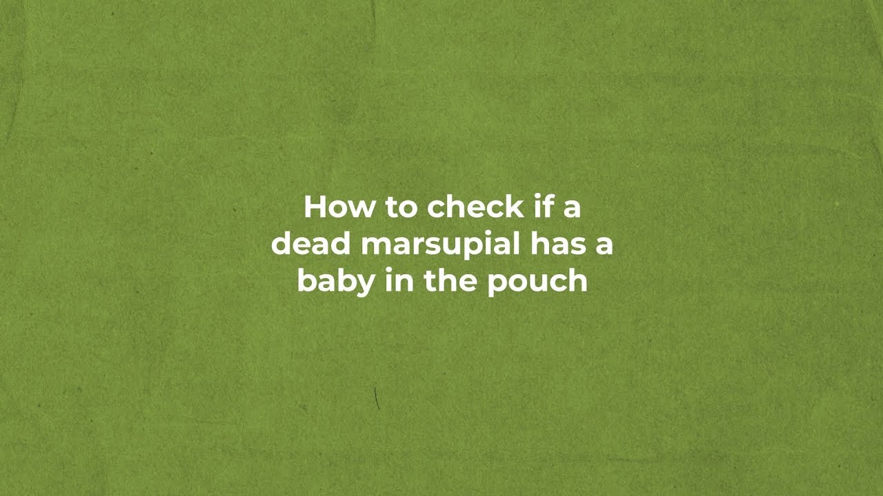 HOW TO CHECK IF A DEAD MARSUPIAL HAS A BABY IN THE POUCH - YouTube