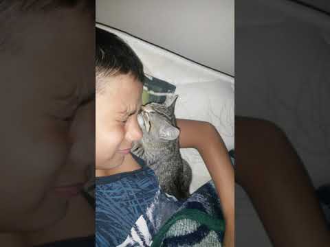 Sahibinin Kaşına annesinin memesini sanan kedi