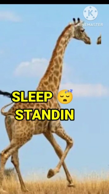 Untrusting facts about Giraffe #shorts #youtubeshorts - YouTube