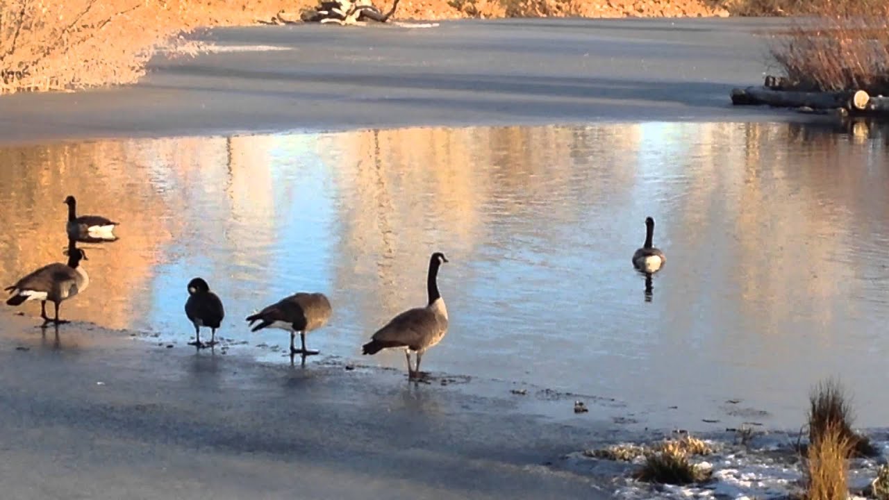 Geese - YouTube