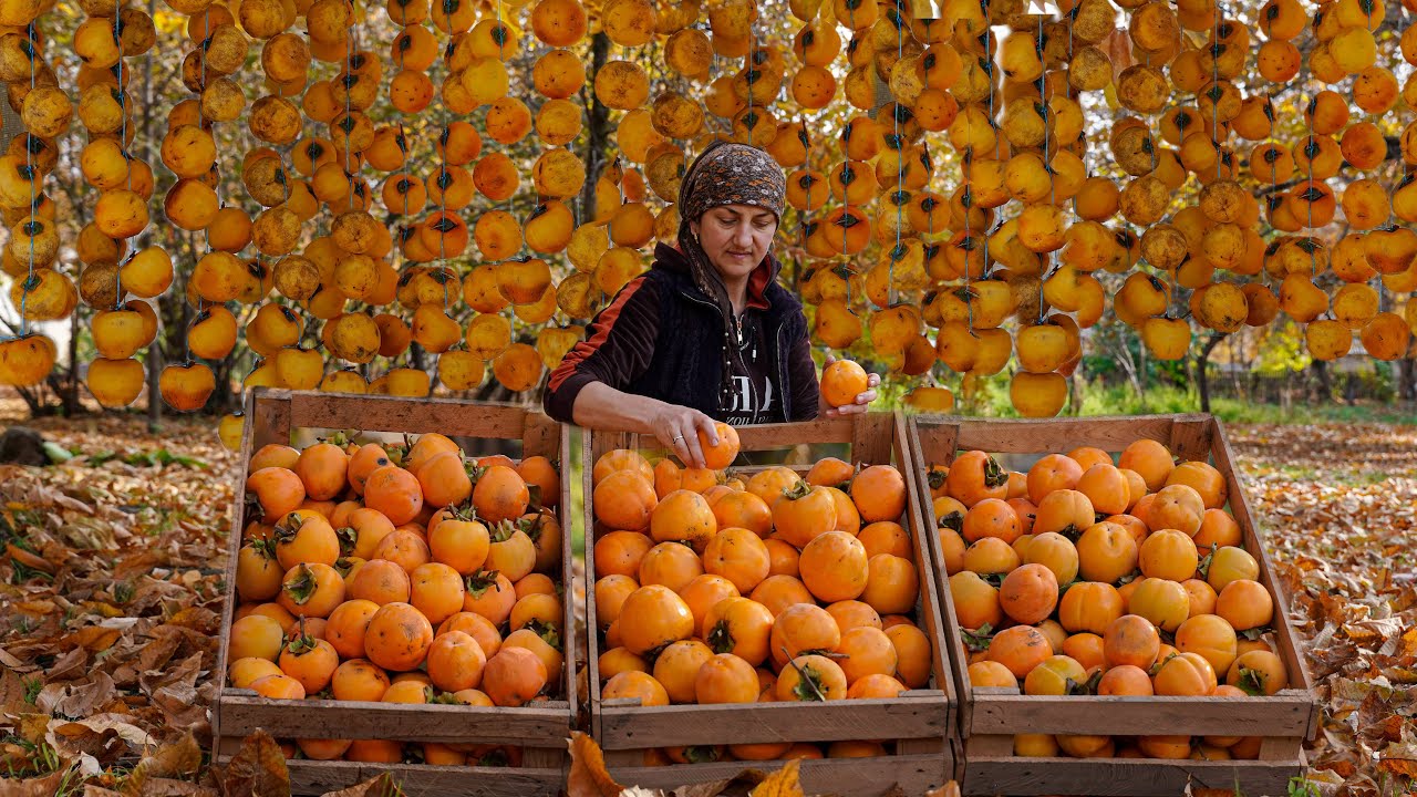 Harvesting and drying red Persimmon in Caucasian Village - 1-Hour Best ...