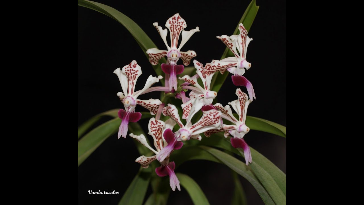 Vanda tricolor - YouTube
