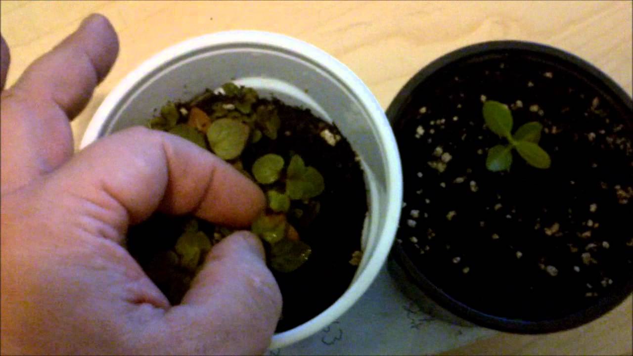 Testing cold hardiness of a key lime seedling and oregano plant - YouTube