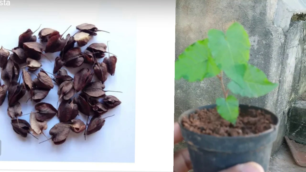 06 /Falando sobre a planta amor agarradinho . - YouTube