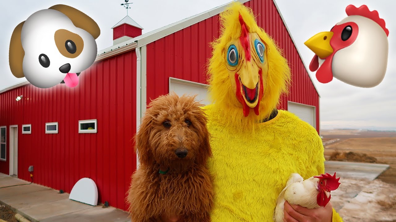 Goldendoodle Puppy VS. Chickens! - YouTube