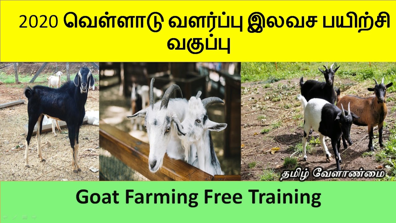 2020 வெள்ளாடு வளர்ப்பு இலவச பயிற்சி வகுப்பு || Aadu Valarpu || Goat ...