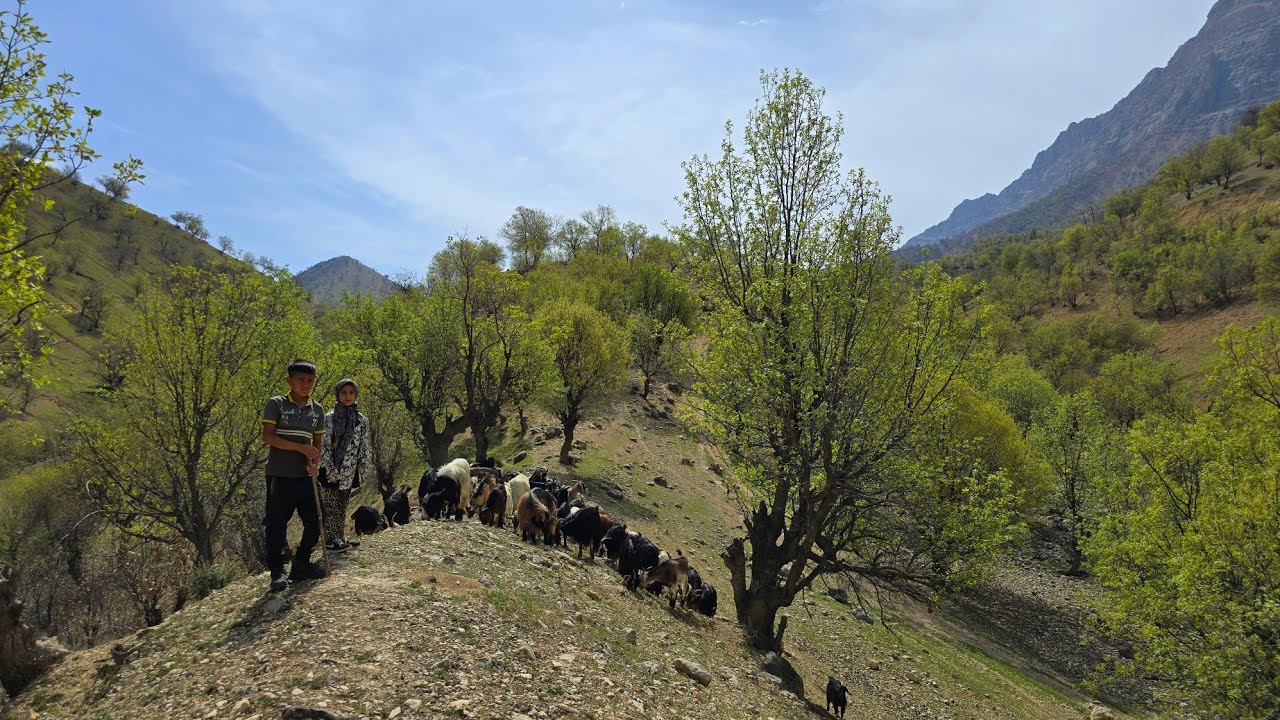 ️🐏Nomadic life of sheep grazing in the mountains, the harsh life of ...
